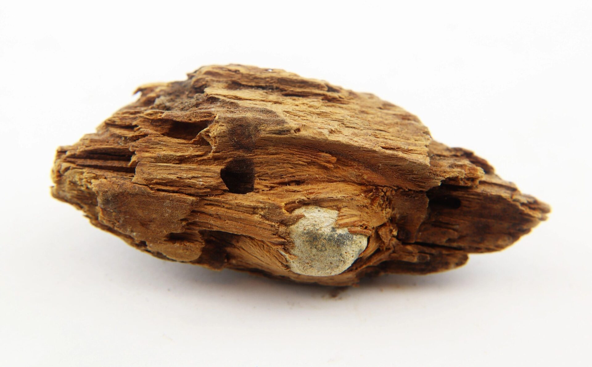 .69 Caliber Musket Ball in Wood from The Battle of Chancellorsville ...
