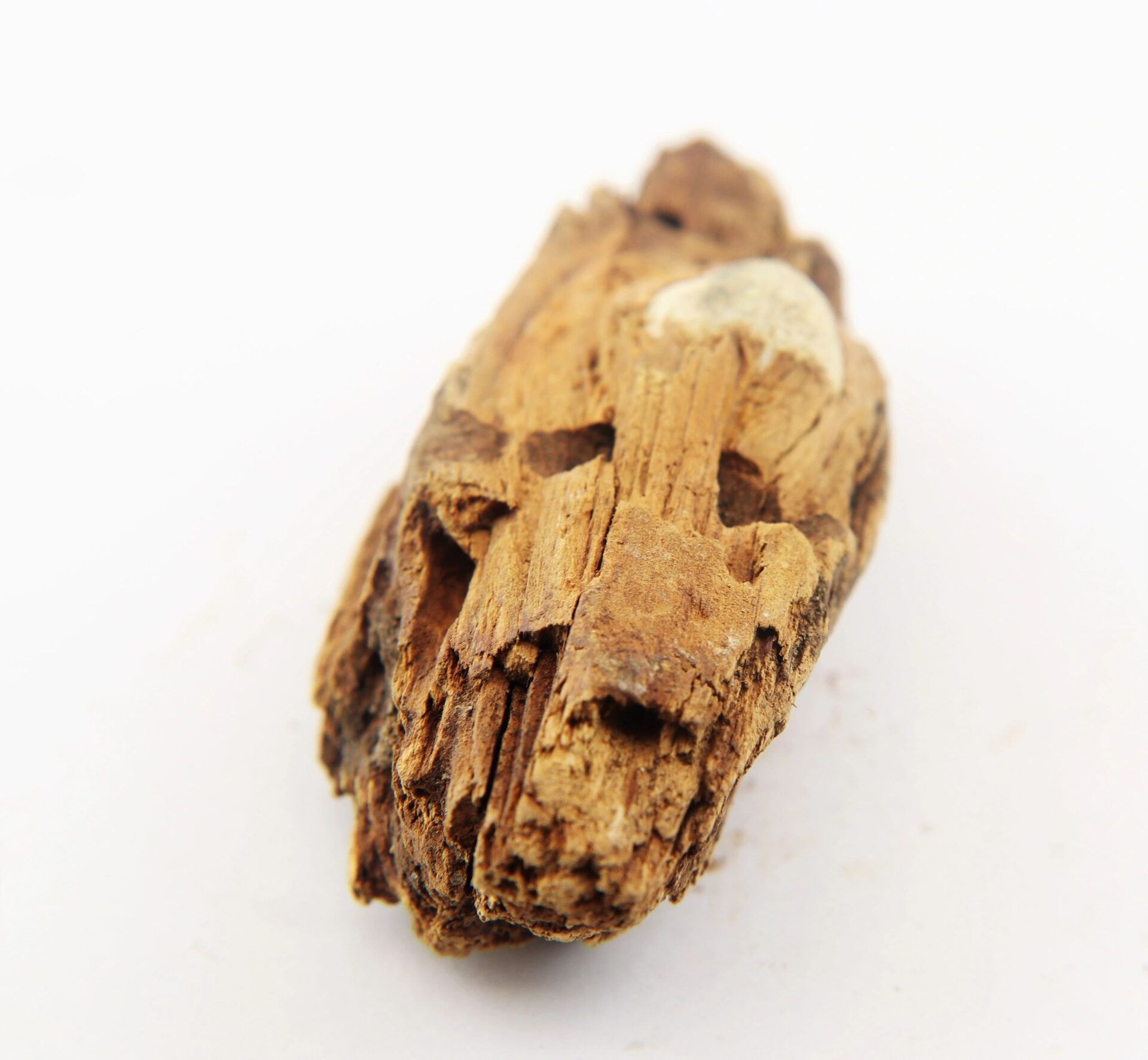 .69 Caliber Musket Ball in Wood from The Battle of Chancellorsville ...