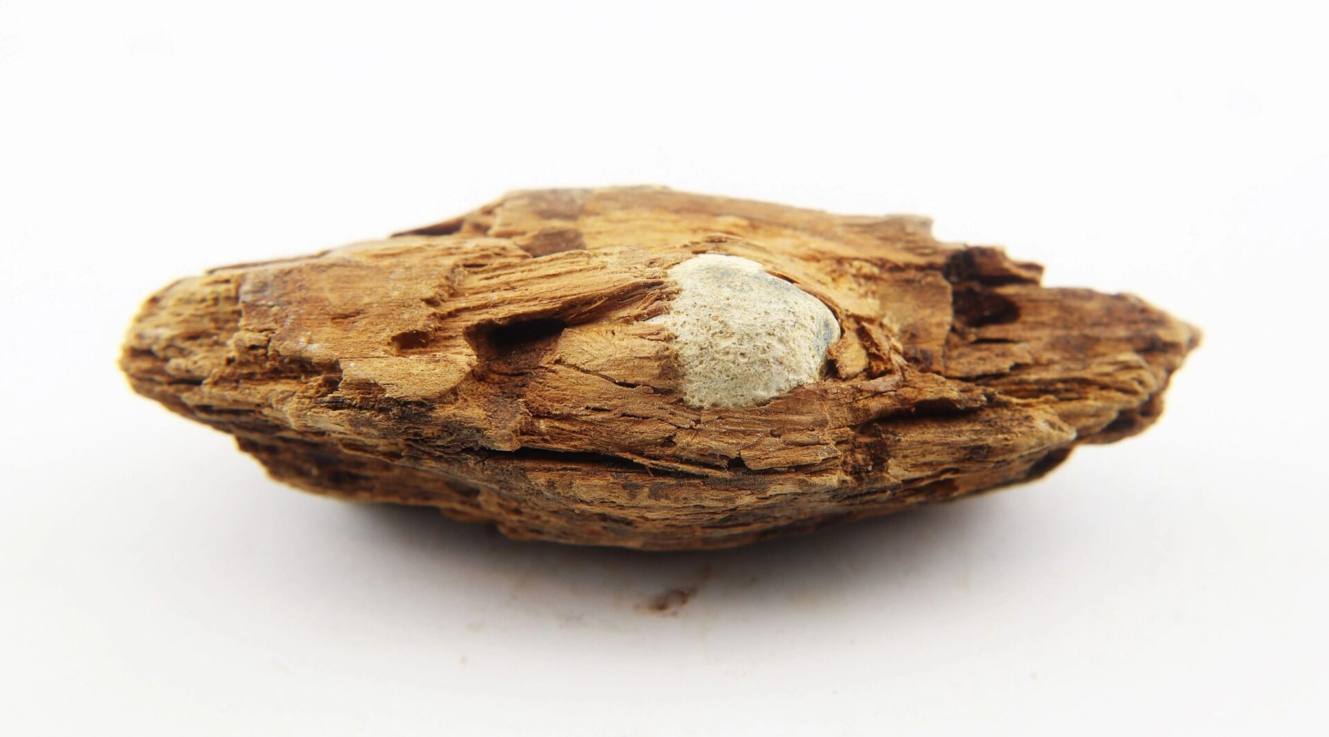 .69 Caliber Musket Ball in Wood from The Battle of Chancellorsville ...